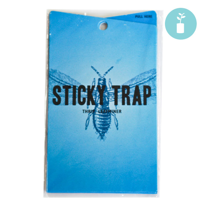 Blue Sticky Trap - 5 PACK-570008